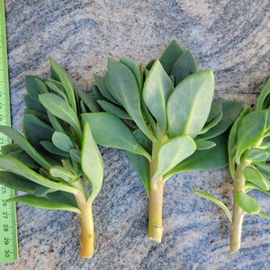 Calandrinia Spectabilis " Rock Purslane", 6" Cutting Succulent Plant - Etsy