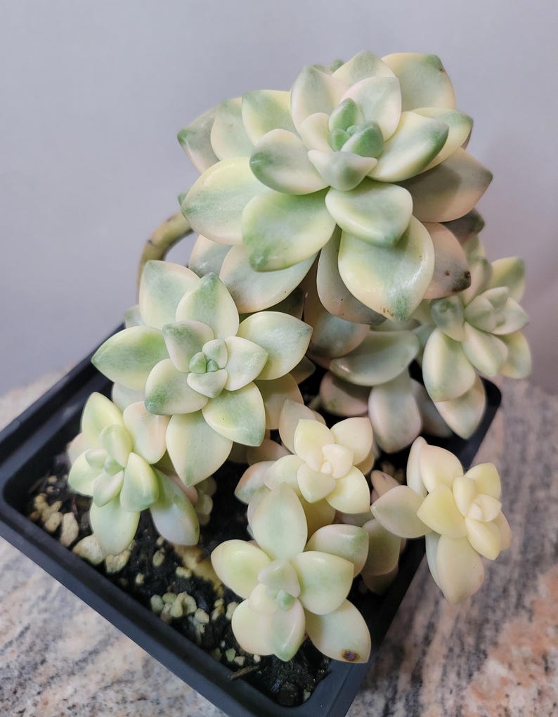 Graptoveria Titubans Variegated Cluster 4" Succulent Plant - Etsy