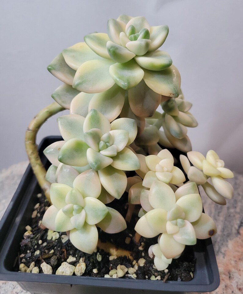 Graptoveria Titubans Variegated Cluster 4" Succulent Plant - Etsy