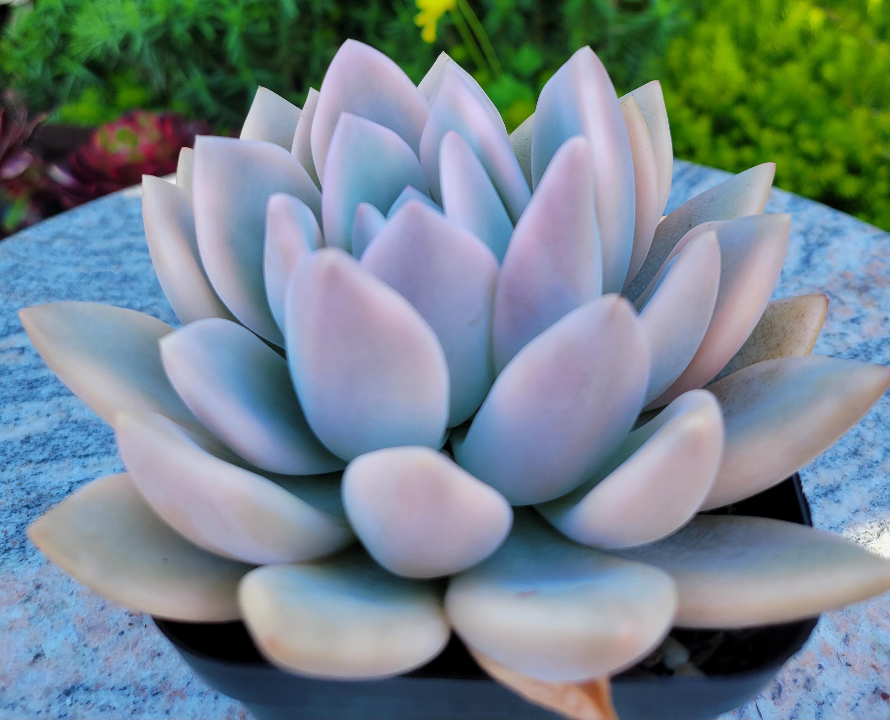 Graptoveria Opalina Variegated - Etsy