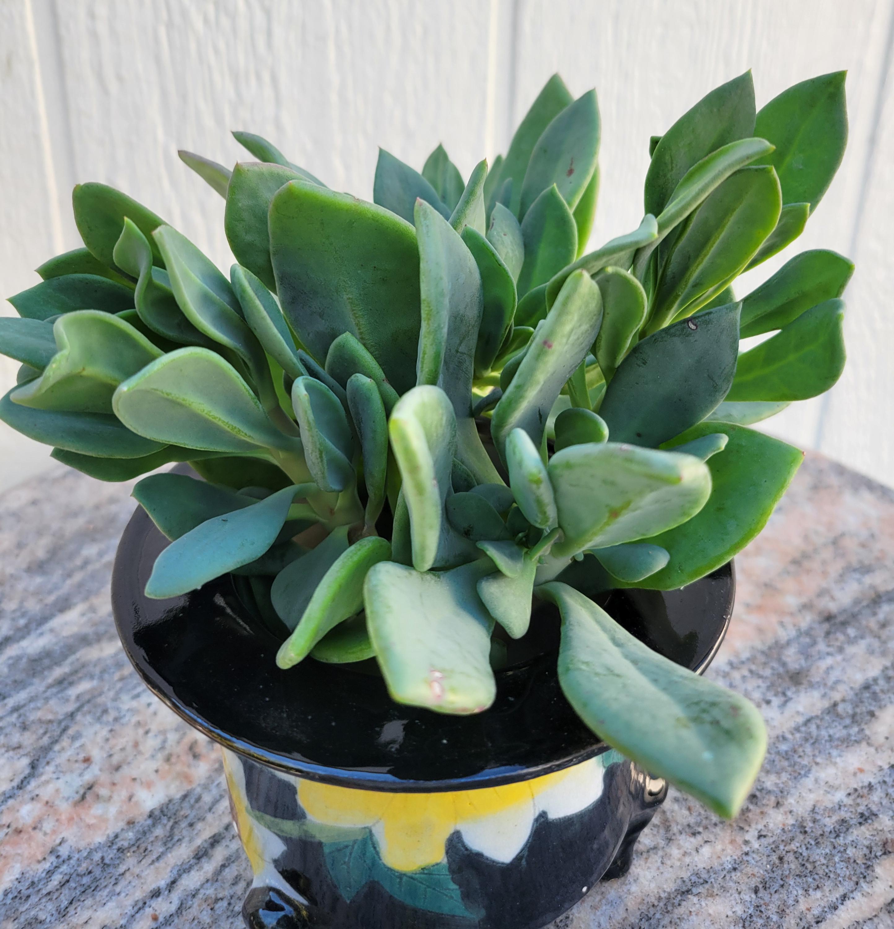 Calandrinia Spectabilis " Rock Purslane", 6" Cutting Succulent Plant - Etsy