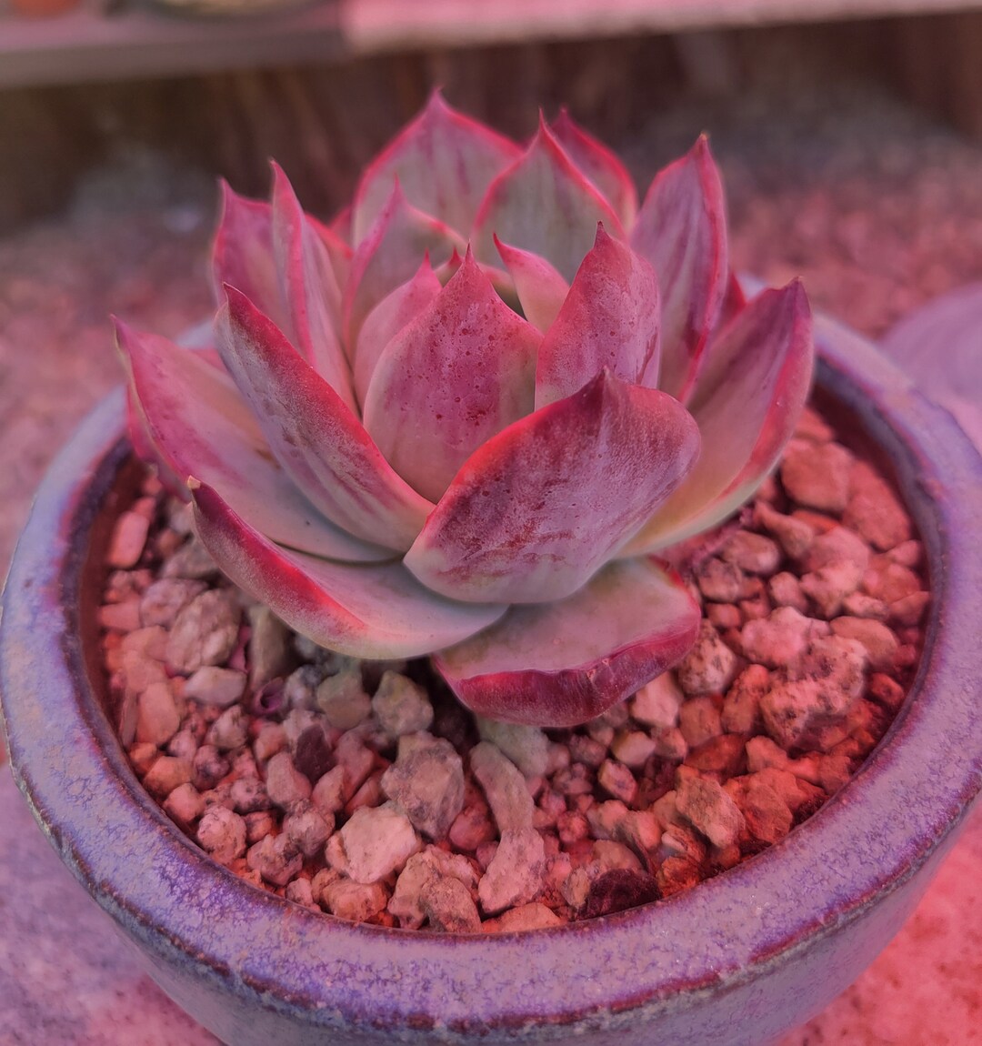 Echeveria Casio Variegated, 3.5 Succulent Plant - Etsy
