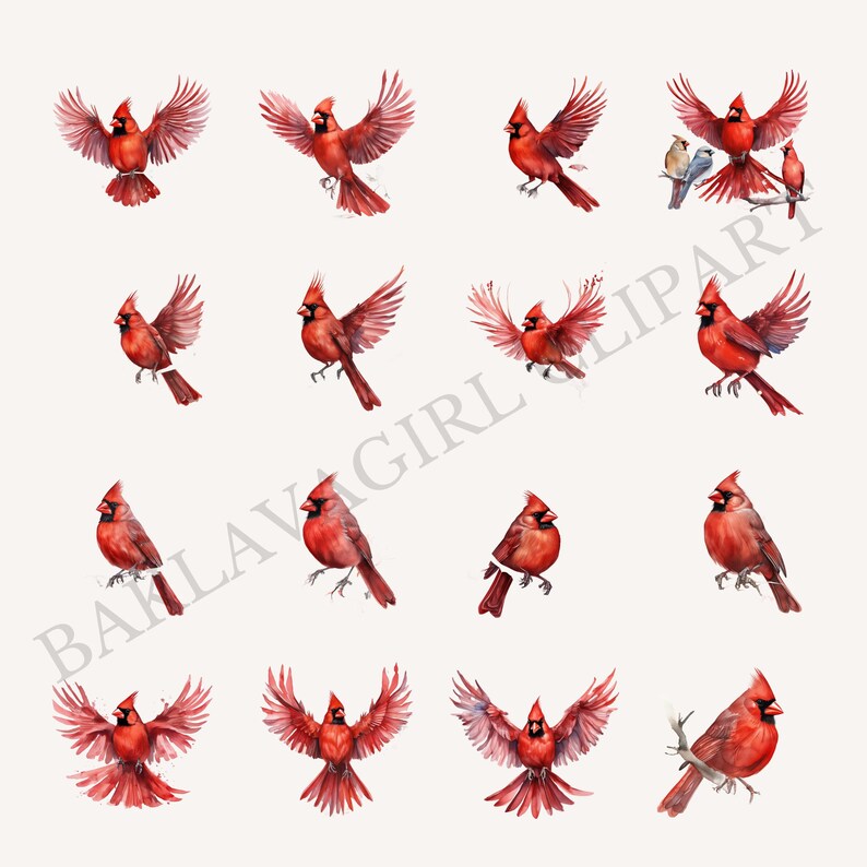 Cardinal Clipart | Watercolor Cardinal Clipart | Cardinal PNG Bundle ...