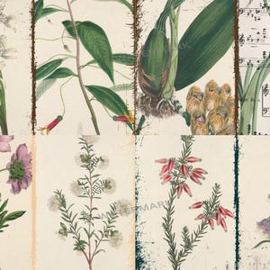 Hand-drawn Botanical Sketch Junk Journal Pages - Vintage Aesthetic for ...