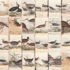 Vintage Bird Junk Journal Kit - Printable Digital Papers - Ornithology ...
