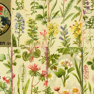 Vintage Botanical Journal Digital Paper, Antique Nature Scrapbook Pages ...