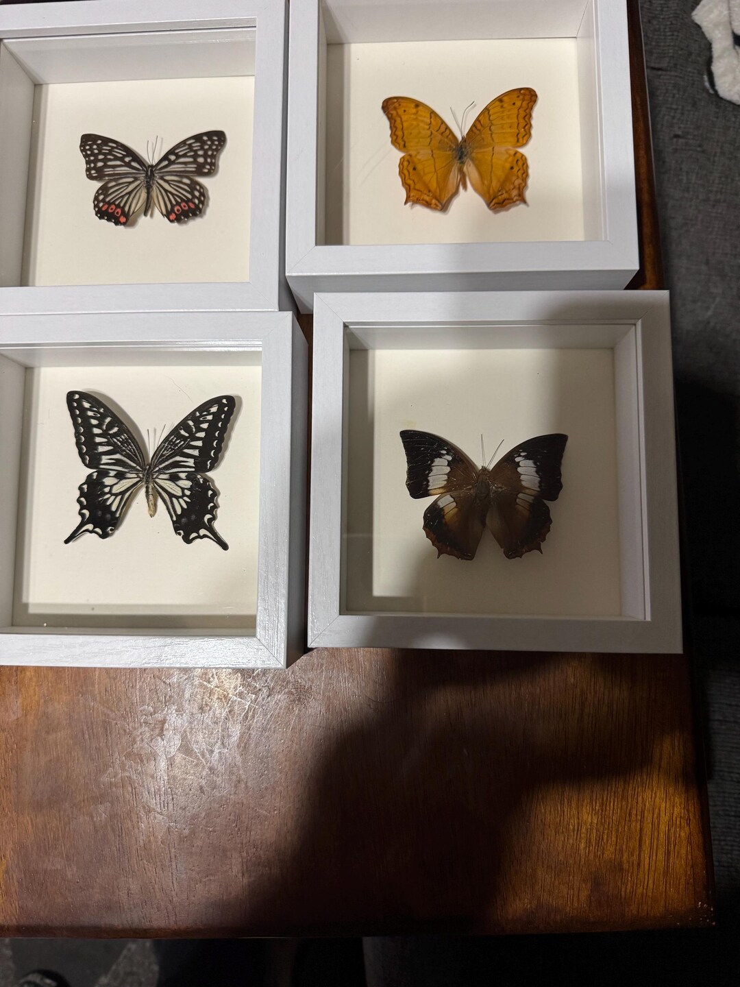 Butterfly Shadow Boxes - Etsy