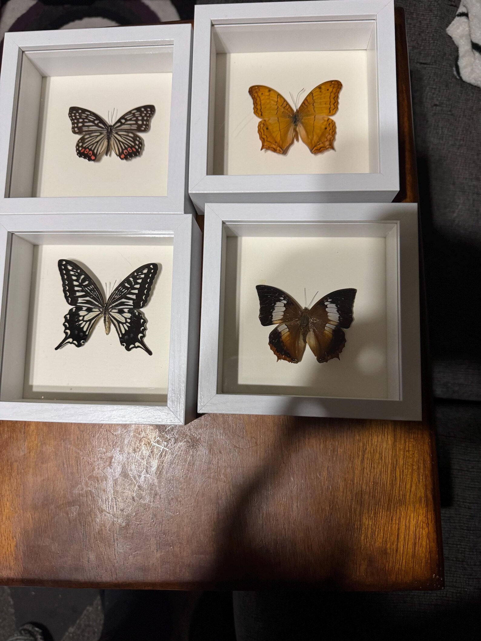 Butterfly Shadow Boxes - Etsy