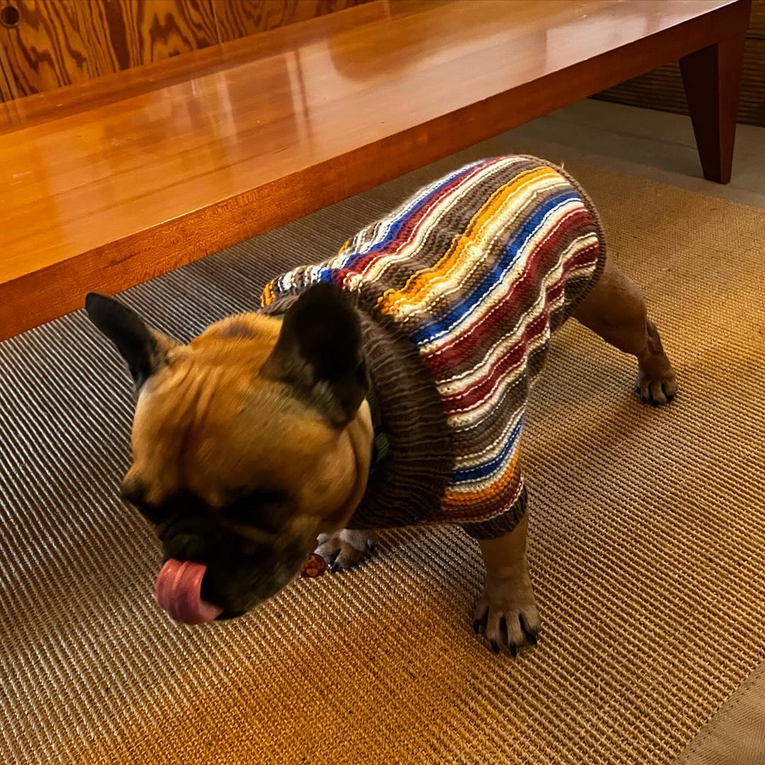 Knitting Pattern for French Bulldog Jacket Sweater - Etsy