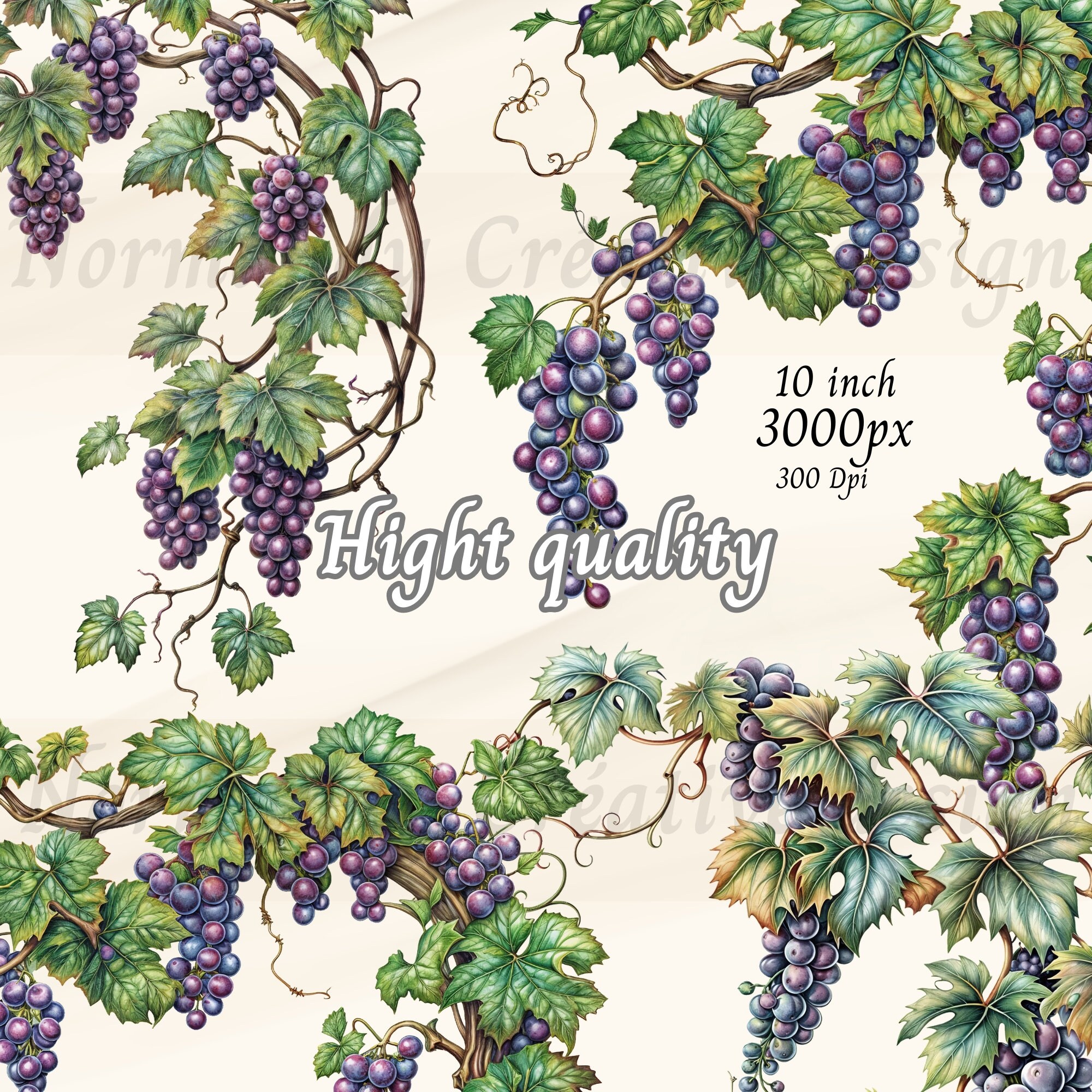 Grapes Clipart Watercolor Png and Jpg, Grape Wine Clip Art, Bunch of ...