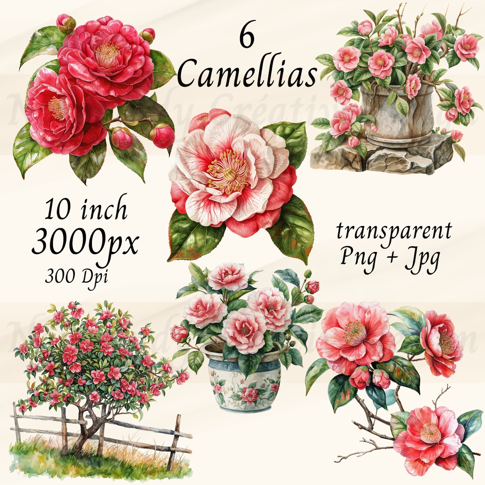 Camellias Clipart, Watercolor Camellias Clipart, 6 Floral Camellias ...