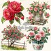 Camellias Clipart, Watercolor Camellias Clipart, 6 Floral Camellias ...