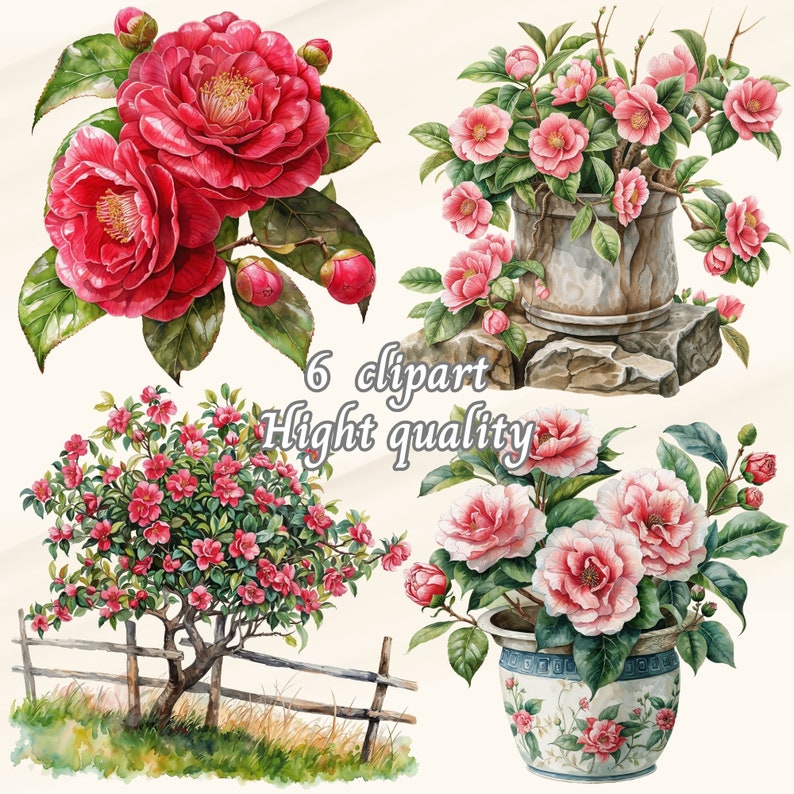Camellias Clipart, Watercolor Camellias Clipart, 6 Floral Camellias ...
