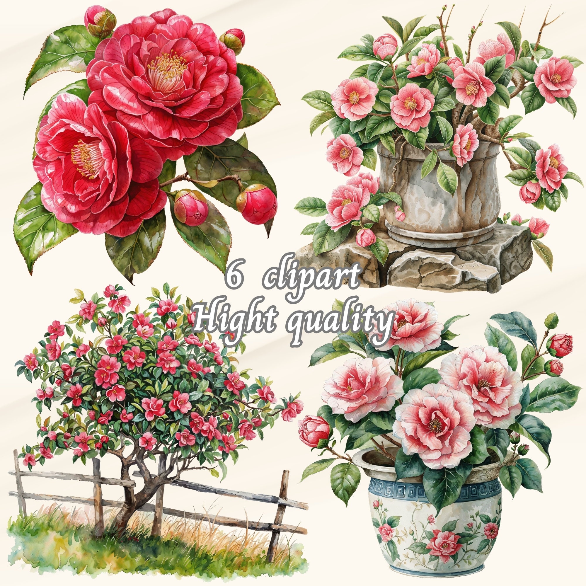 Camellias Clipart, Watercolor Camellias Clipart, 6 Floral Camellias ...