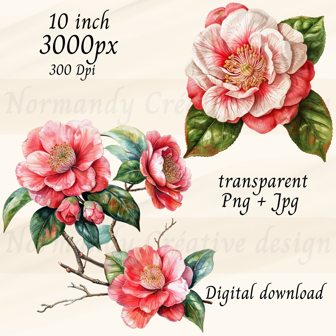 Camellias Clipart, Watercolor Camellias Clipart, 6 Floral Camellias ...