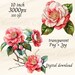 Camellias Clipart, Watercolor Camellias Clipart, 6 Floral Camellias ...