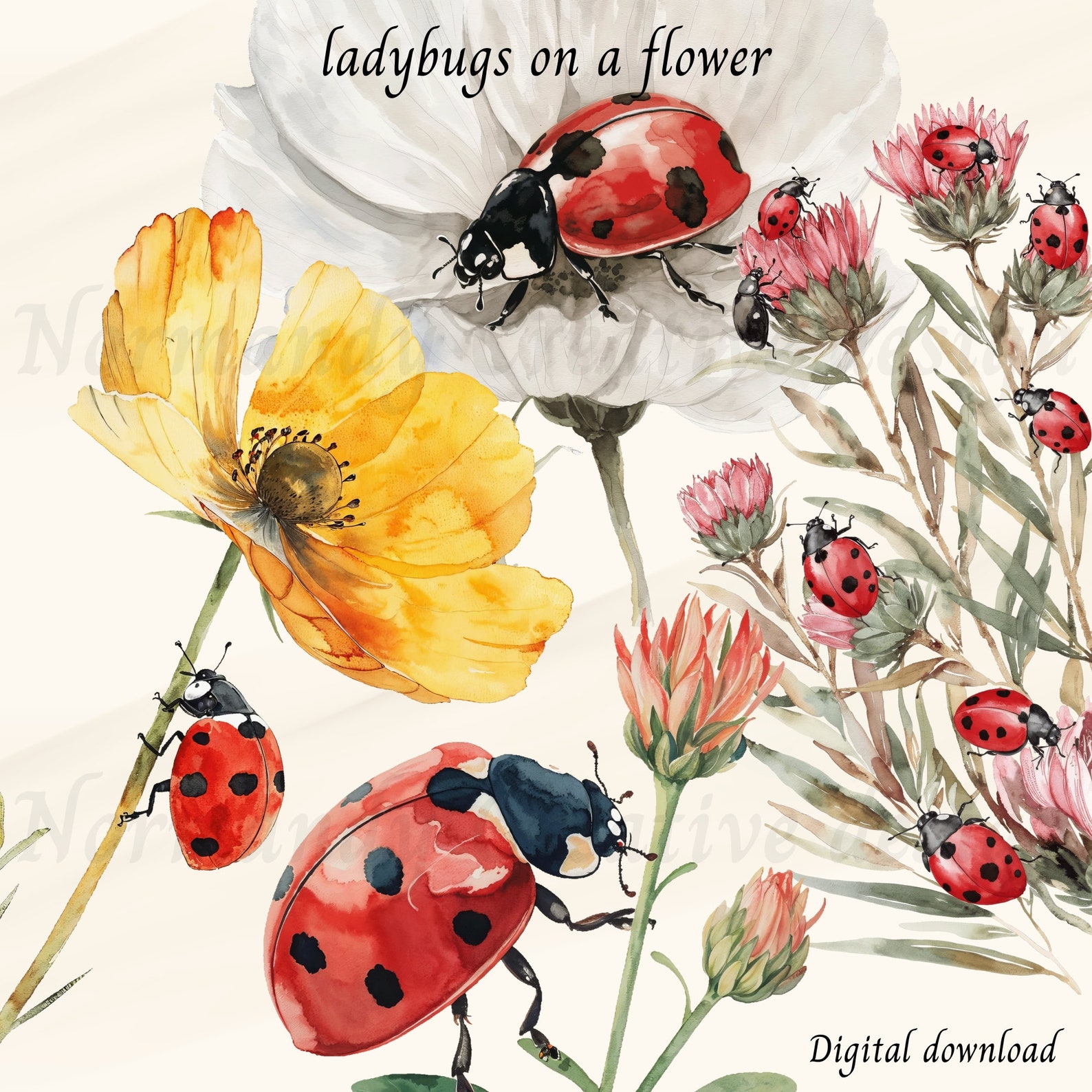 Watercolor Ladybug Clipart Bundle, 6 Ladybugs Clipart Png an Jpg ...