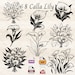 Calla Lily Svg, Calla Lily Flower, Easter Calla Lily Svg Dxf Png and ...