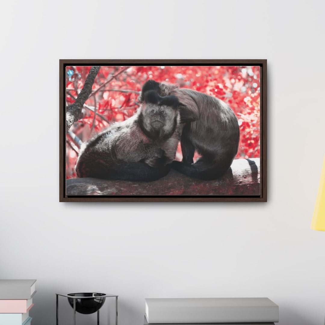 Capuchin Grooming on Canvas Red Background for Home/office - Etsy