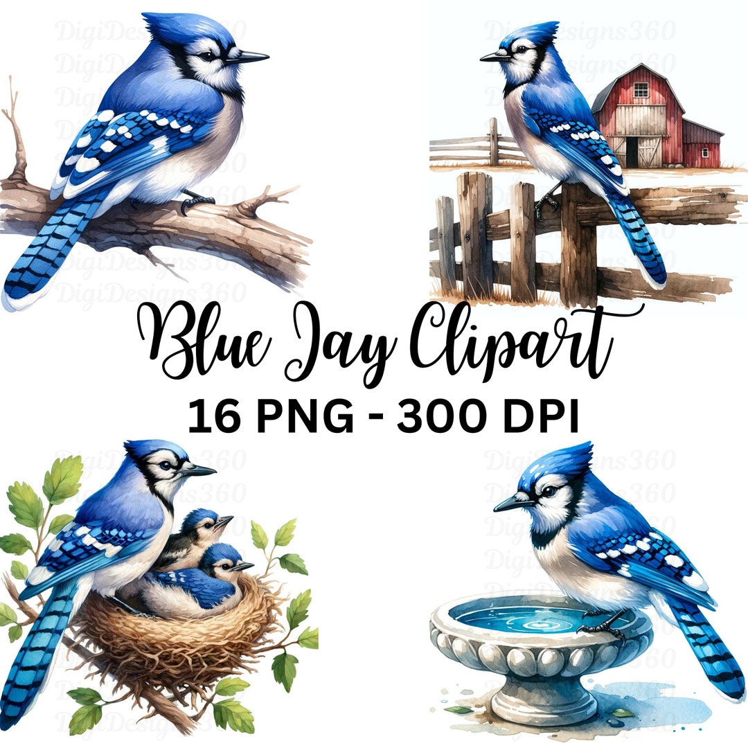 Blue Jay Clipart - Watercolor Bird Graphics, Digital Download for DIY ...