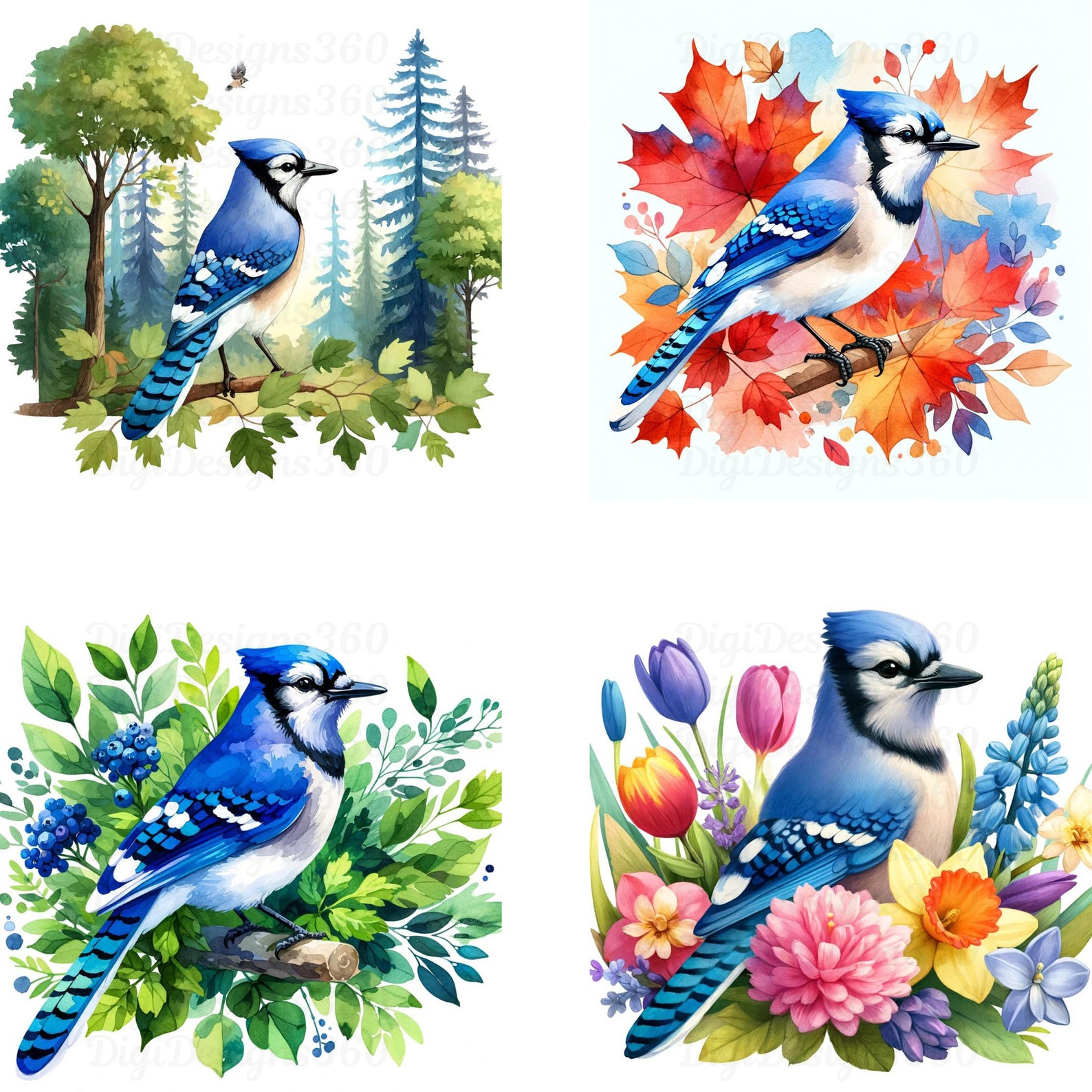 Watercolor Blue Jay Clipart – 16 PNG Bird Graphics (digital Download ...