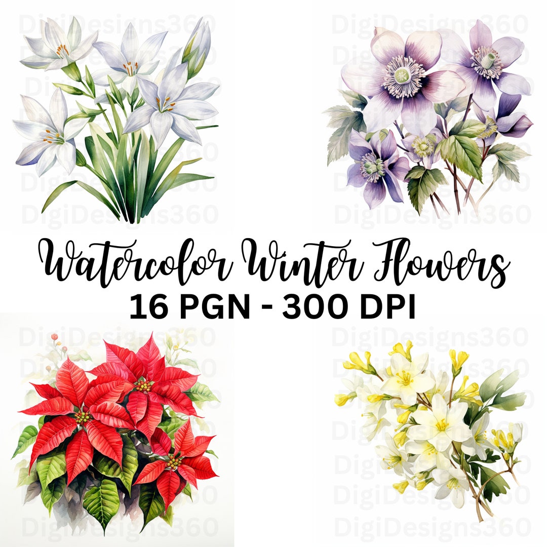 Watercolor Winter Flowers Clipart High Quality Commercial Use ...