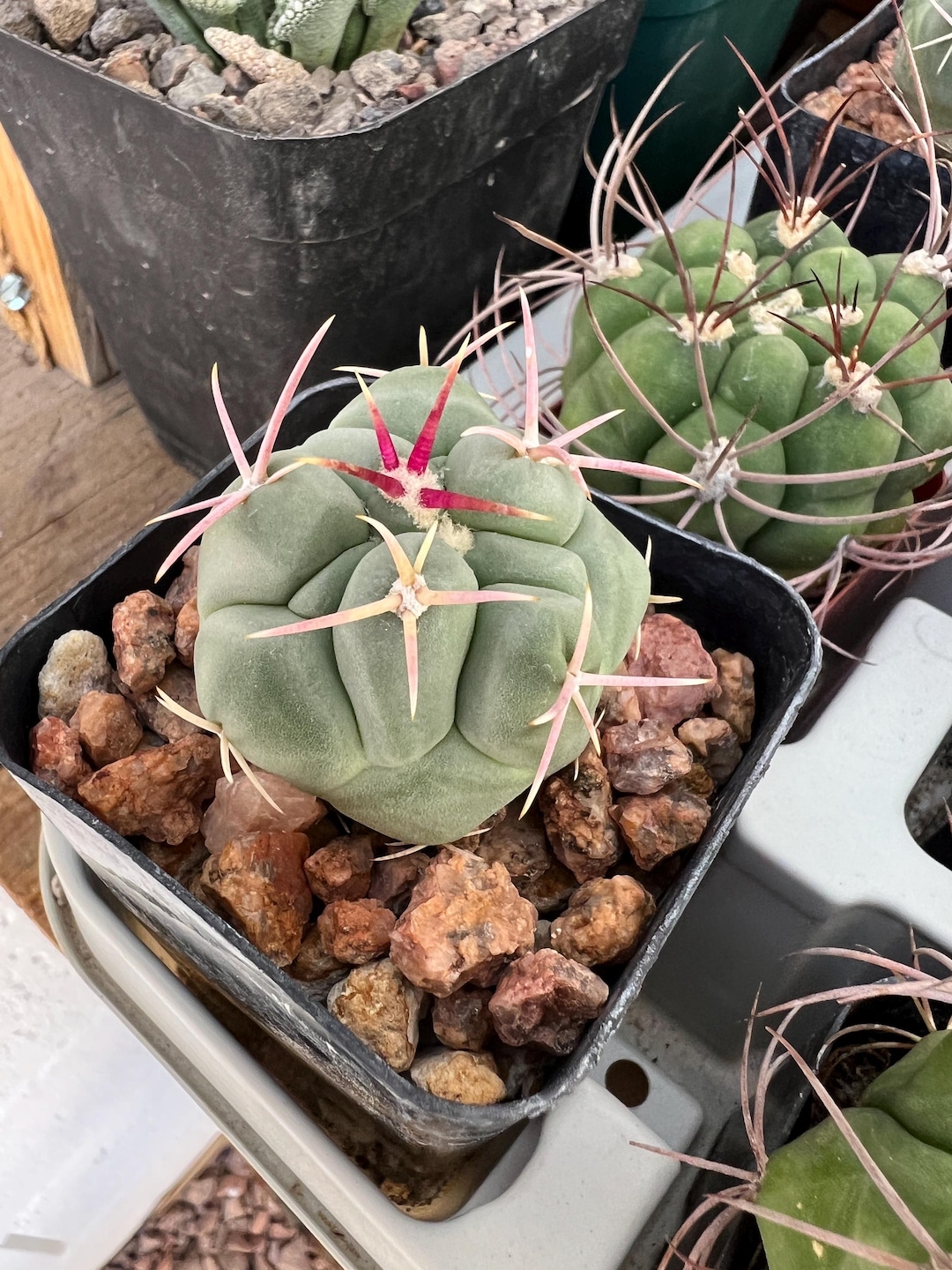 Thelocactus Hexaedrophorus - Strong Heat Tolerant Cactus! - Etsy