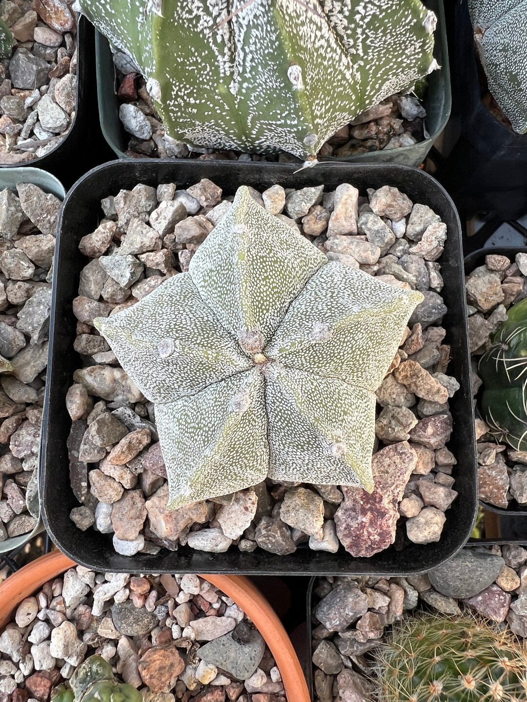 Astrophytum Myriostigma Star Cactus - Etsy
