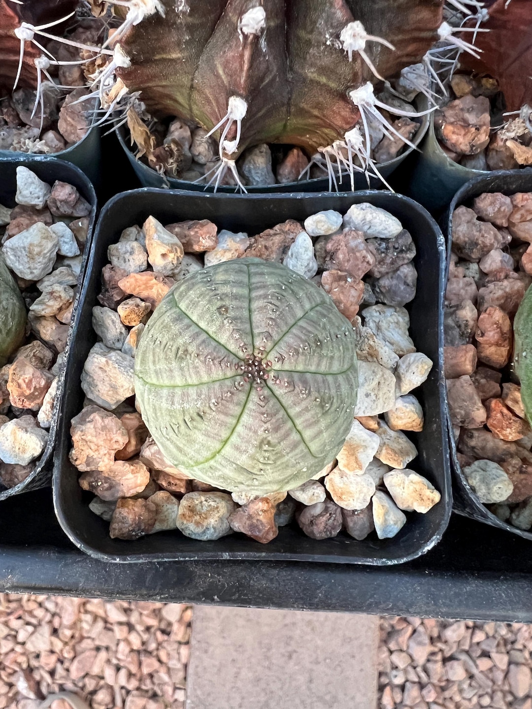 Euphorbia Obesa - “basketball Cactus” - Etsy