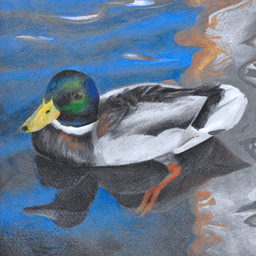 ORIGINAL ARTWORK (SIGNED): "mallard Duck" - Colored Pencil Drawing on ...