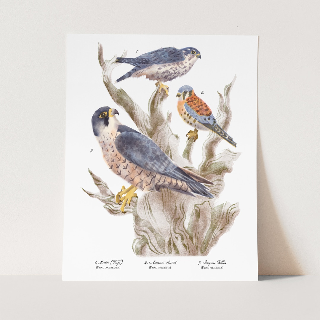 Common Falcons of North America Wall Art Print / Bird Identification ...