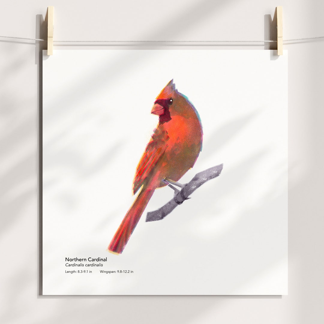 Northern Cardinal Wall Art Print / Backyard Birds Identification / Bird ...
