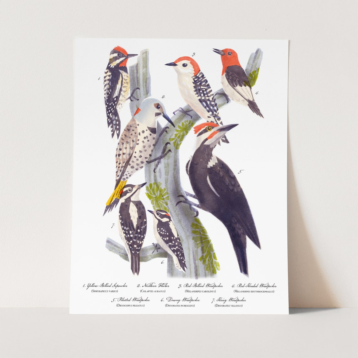 Common Woodpeckers of North America Wall Art Print / Backyard Birds ...