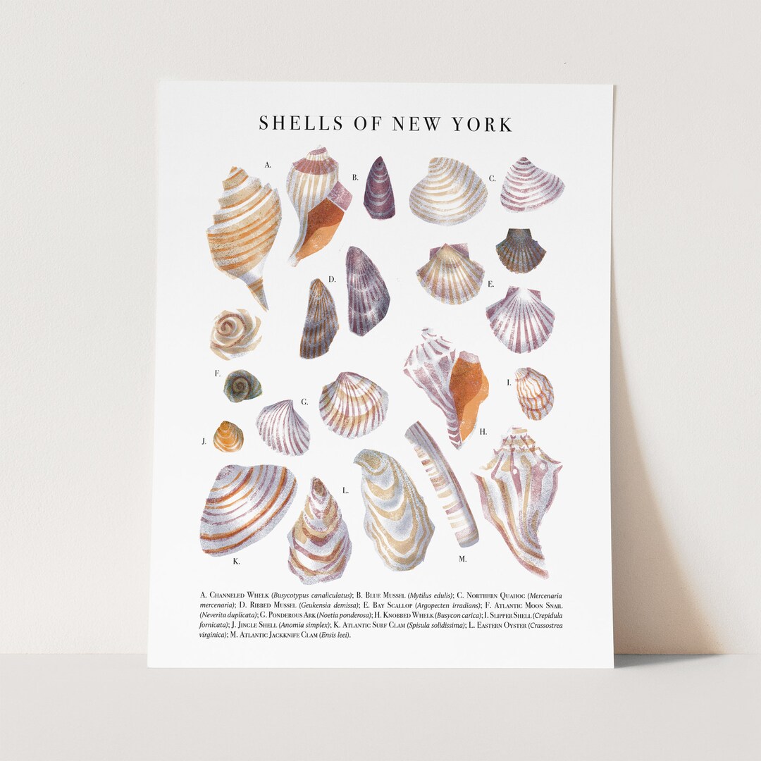 New York Seashell Wall Art / New York Beach Art / Seashell ...