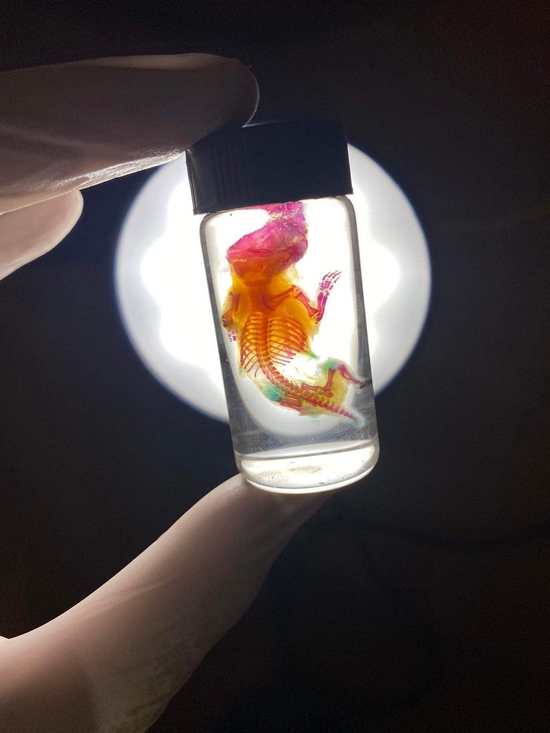 Diaphonized Pinky Mouse - Etsy