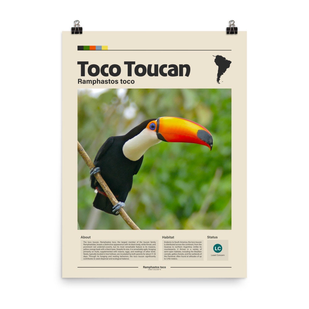 Toco Toucan Wall Art Digital Print Minimalist Animal Print Bird Poster ...