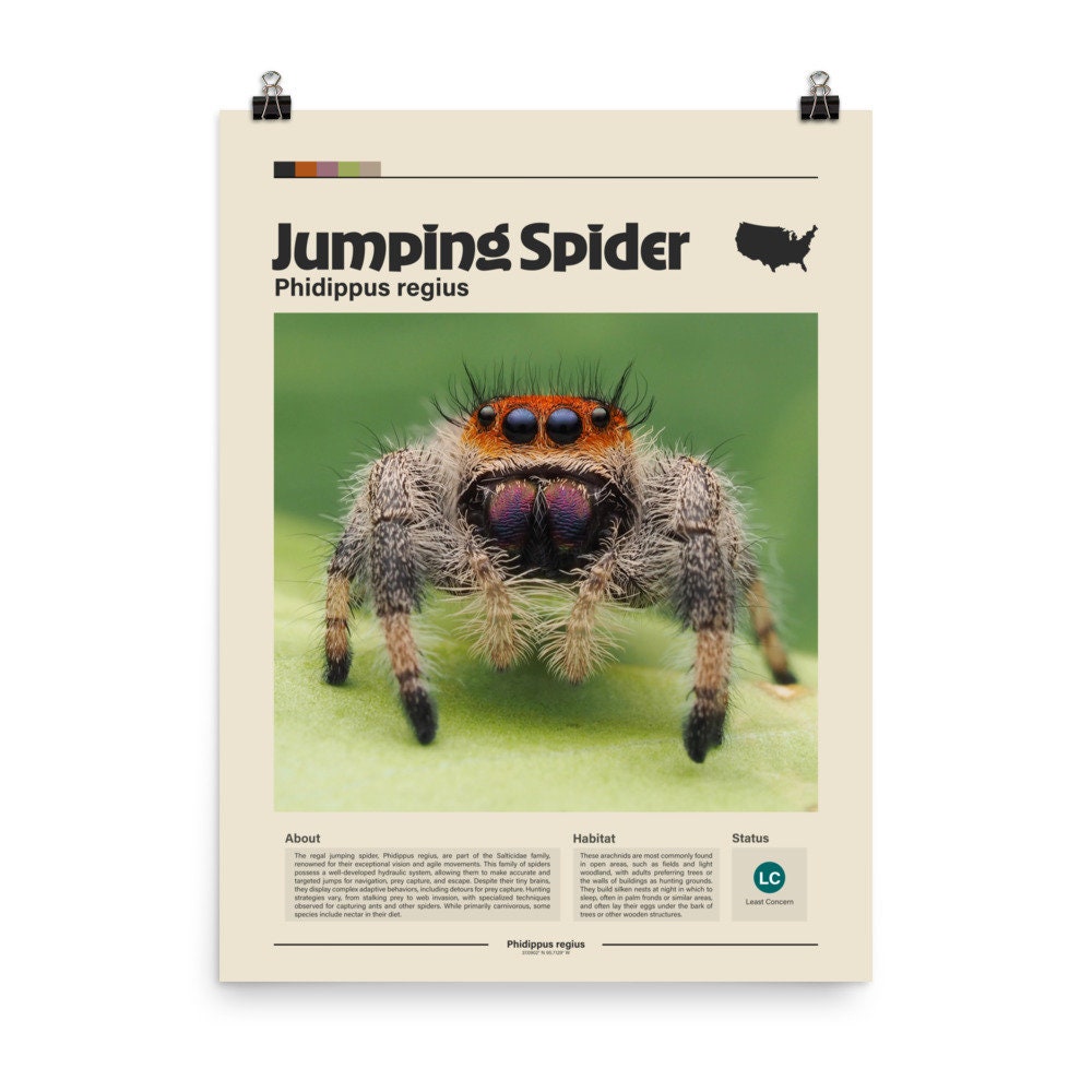 Jumping Spider Wall Art Spider Poster Modern Wildlife Art Decor Home ...