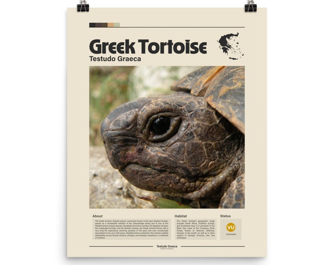 Types of Tortoises Poster, Tortoises Print, Tortoises Art, Tortoises ...