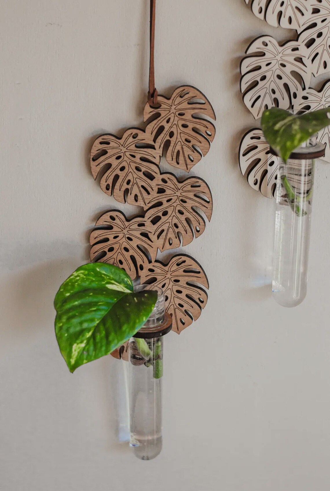 Monstera Hanging Propagation Station Chose Your Color - Etsy