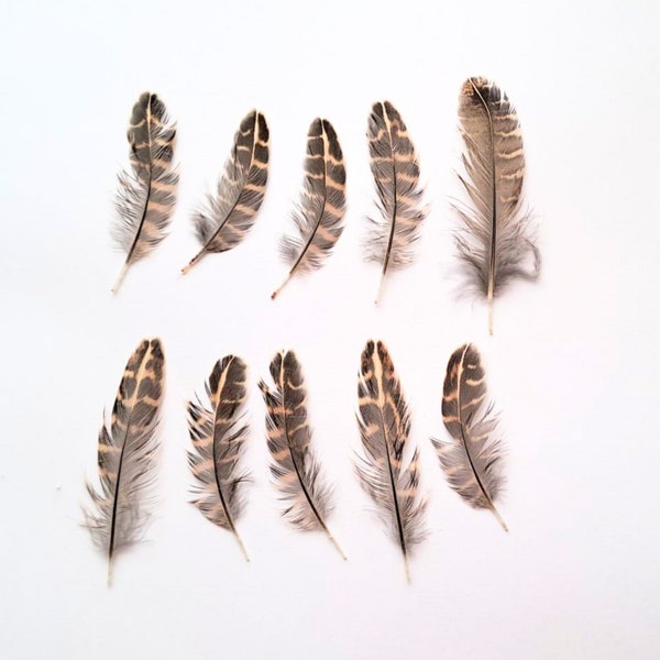 Quail Feathers - Etsy