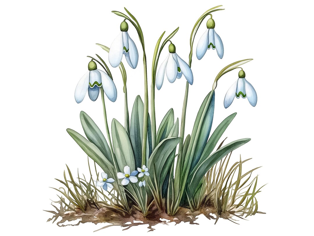 19 Watercolor Snowdrops Clipart, High Quality Jpgs, Snowdrop Flowerbed ...