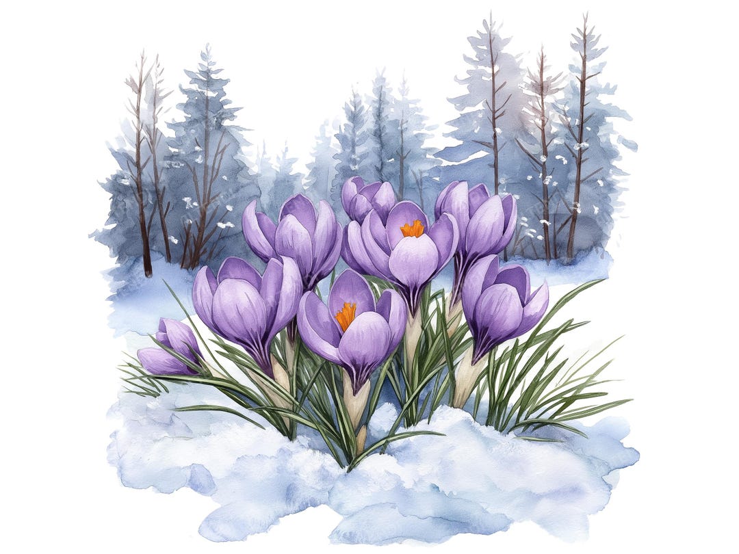 24 Watercolor Crocus Clipart, High Quality Jpgs, Crocus Flowerbed ...