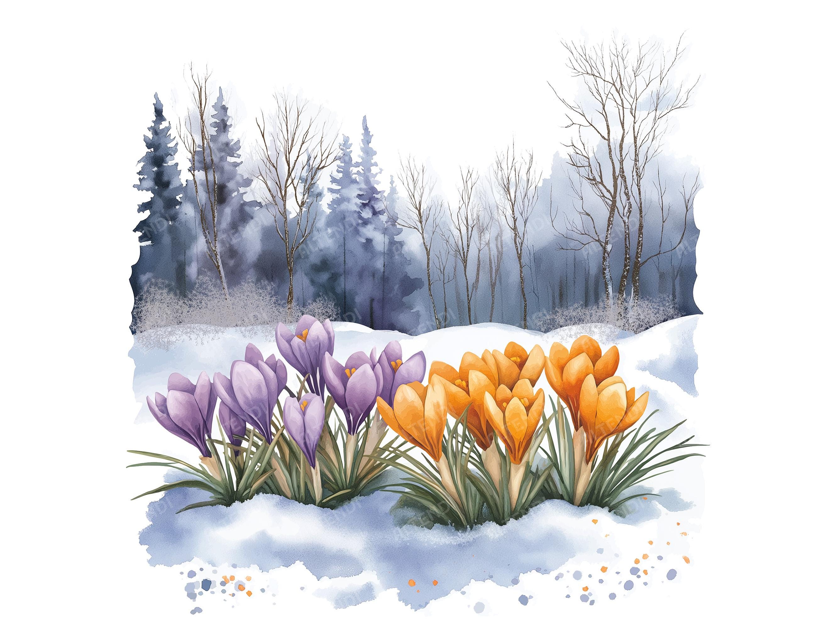 24 Watercolor Crocus Clipart, High Quality Jpgs, Crocus Flowerbed ...