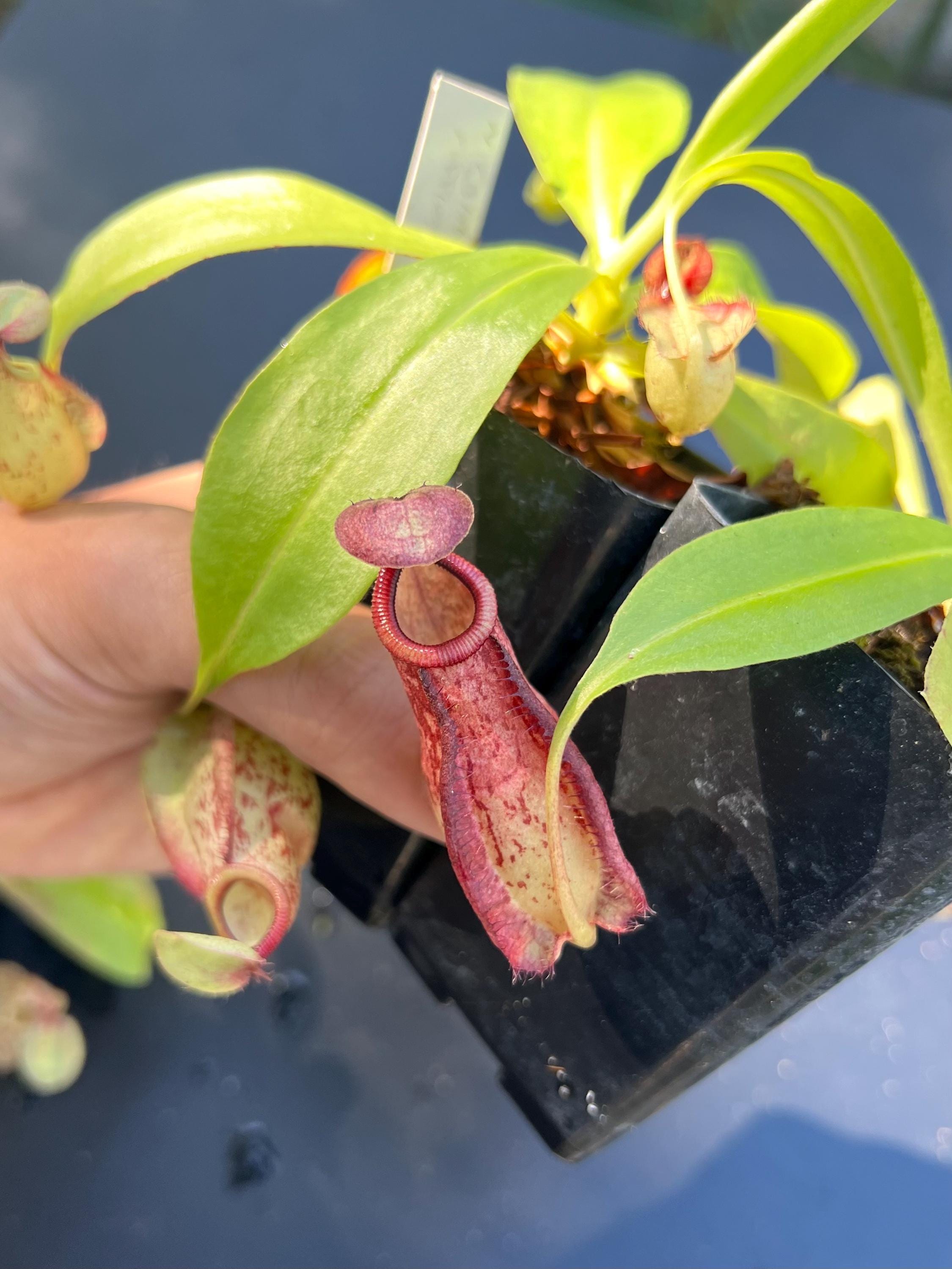Flo' Grown Lowland Nepenthes Hybrid - Etsy