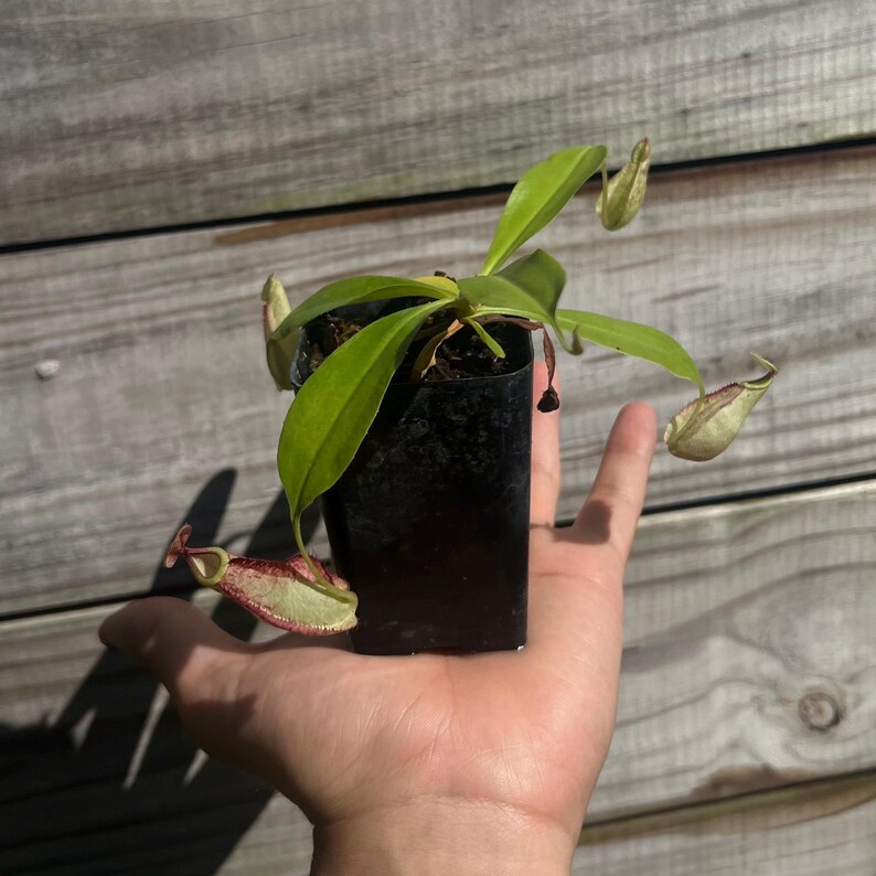 Flo' Grown Lowland Nepenthes Hybrid - Etsy