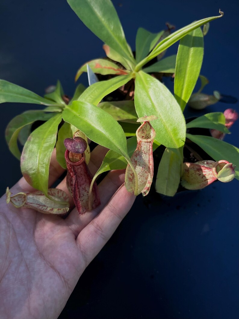 Flo' Grown Lowland Nepenthes Hybrid - Etsy