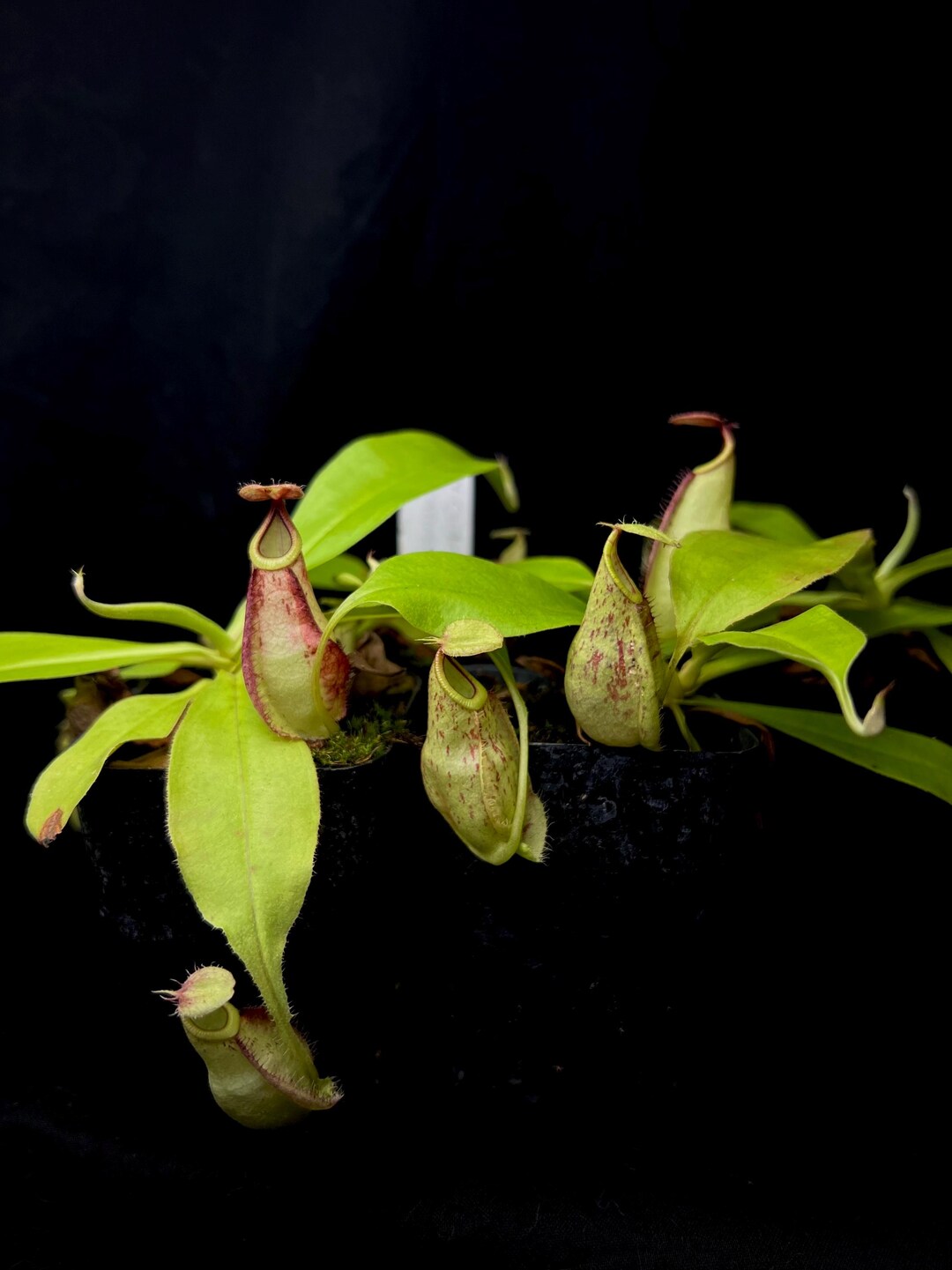 Flo' Grown Lowland Nepenthes Hybrid - Etsy