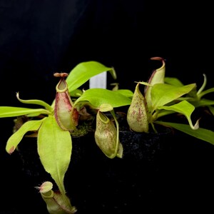 Flo' Grown Lowland Nepenthes Hybrid - Etsy