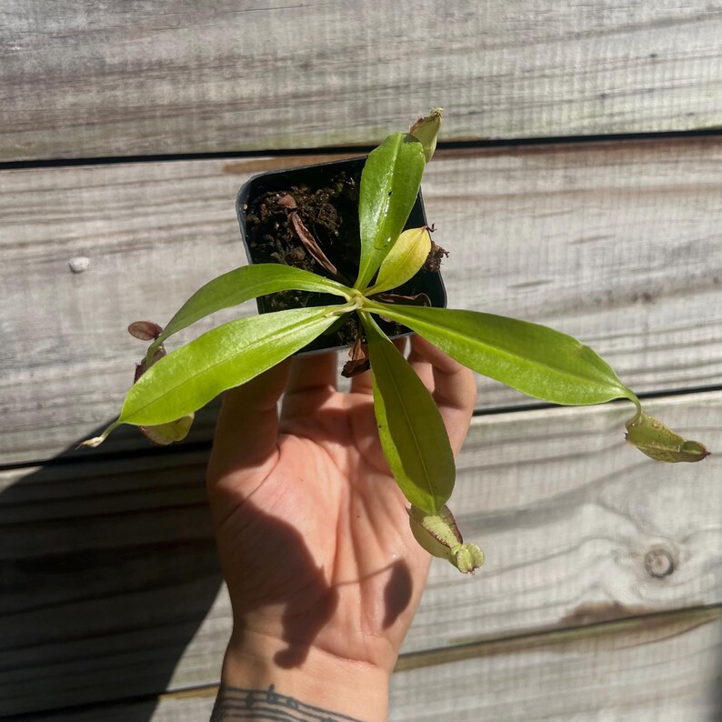 Flo' Grown Lowland Nepenthes Hybrid - Etsy