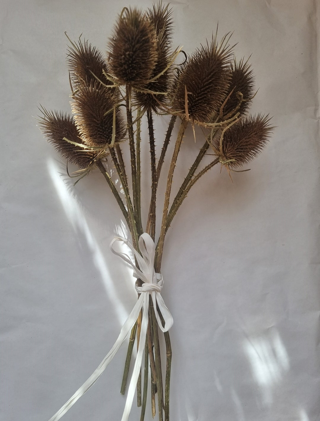 Dried Thistle Common Teasel dipsacus Fullonum, Unusual, Spiny Thistle ...